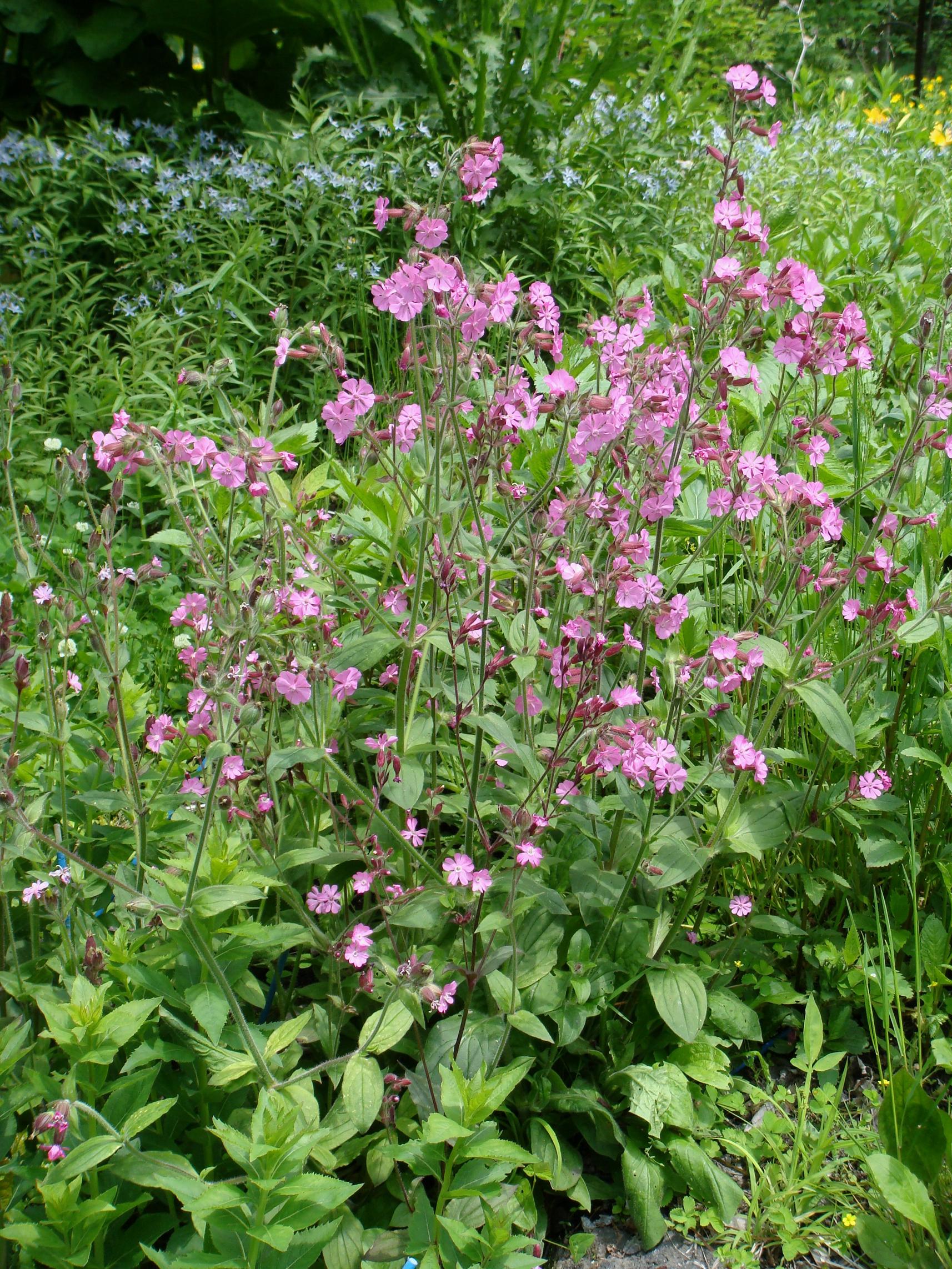 Silene pendula L.
